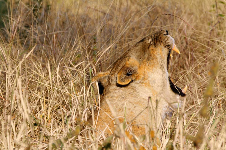 644 Lion King Simba Images Stock Photos - Free & Royalty-Free Stock ...