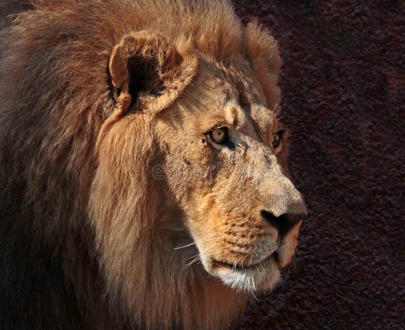 Lion Head Profile Stock Photos - Download 1,825 Royalty Free Photos