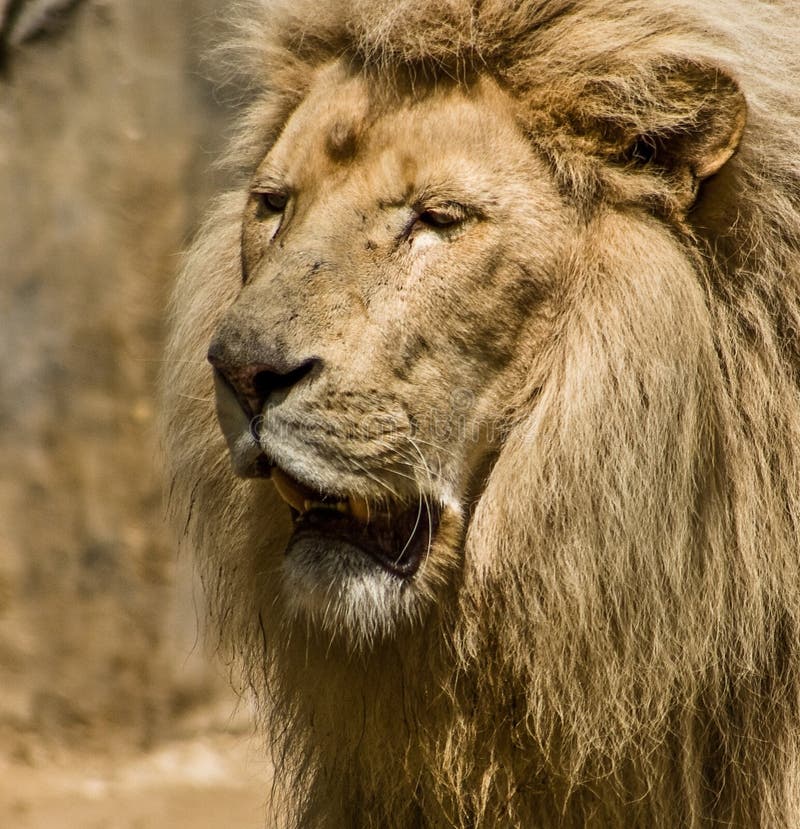 Lion close-up in the sun stock photo. Image of concern - 86363432