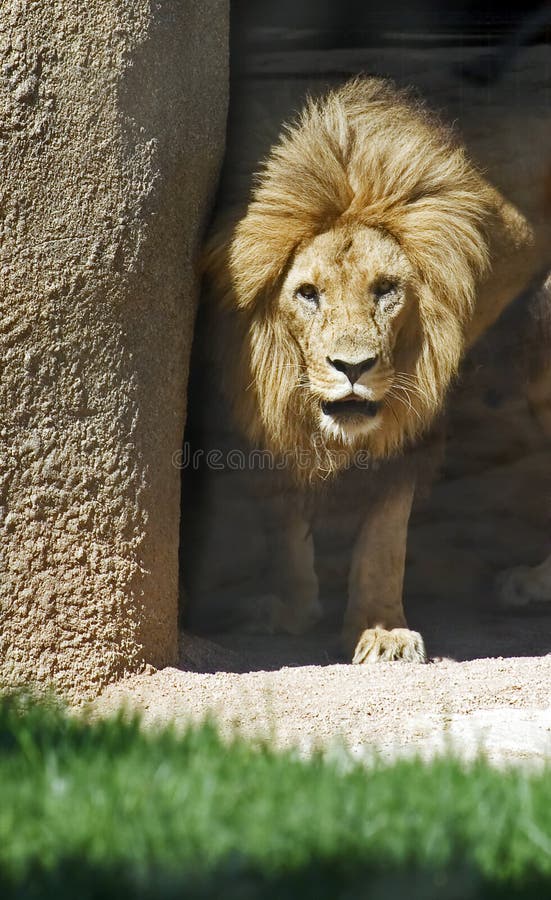 Lion stock image. Image of roaring, force, shadow, head - 33385455