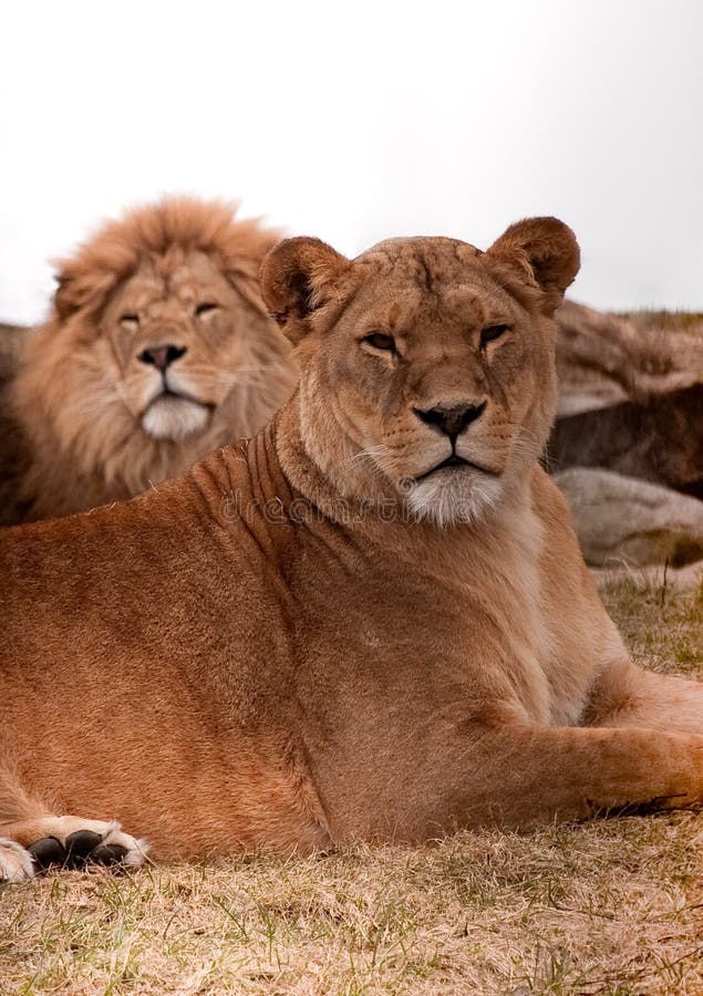 Lion couple in love stock image. Image of couple, friendship - 11258191