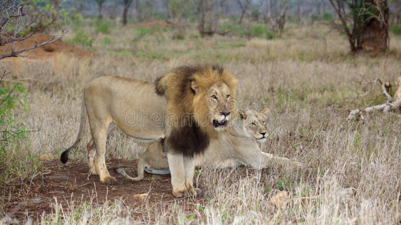 Lion Couple stock photo. Image of national, nature, couple - 22172306