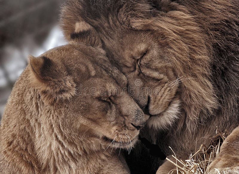 Lion couple stock photo. Image of lion, together, female - 24143676