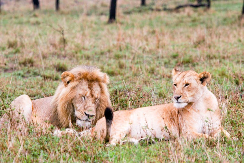 Lion Couple Picture. Image: 4771595