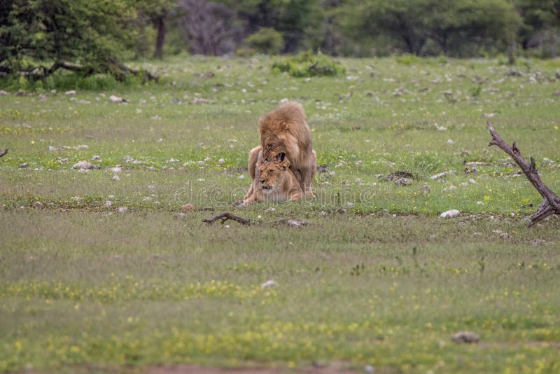 Lion Couple Mating in the Grass. Stock Image - Image of majestic ...
