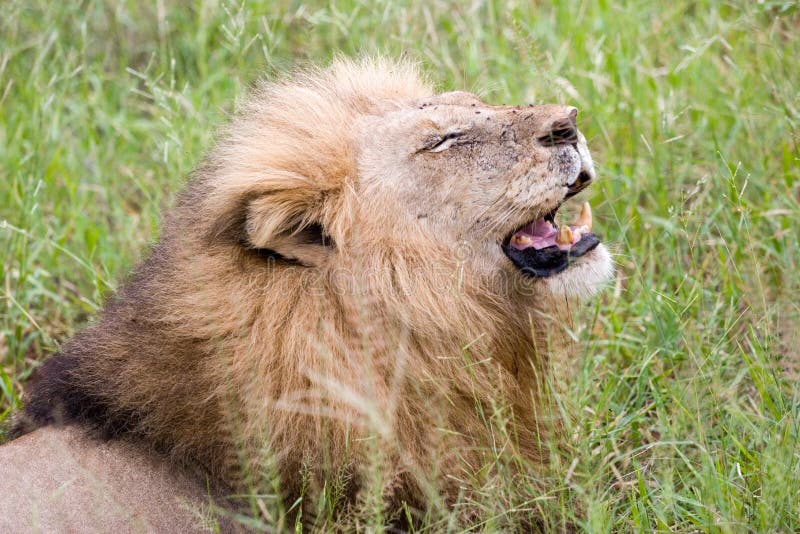 Lion cry stock image. Image of enjoy, carnivore, tourism - 6093627