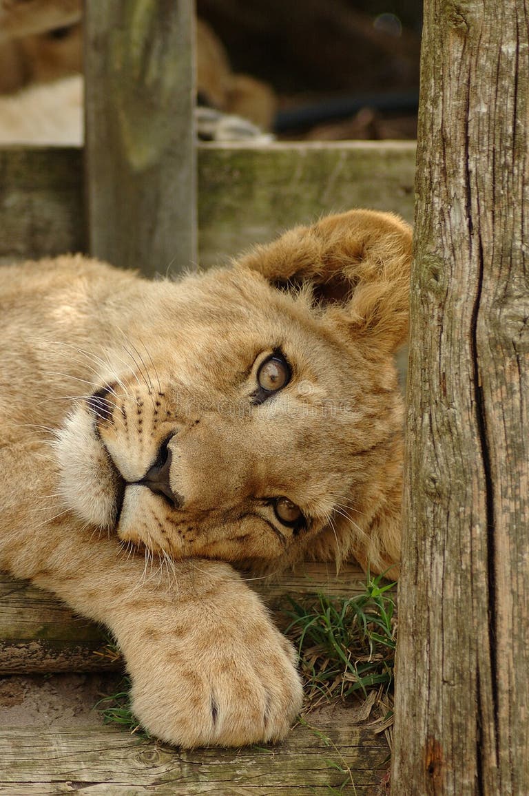 9,130 Lioness Cub Stock Photos - Free & Royalty-Free Stock Photos from ...