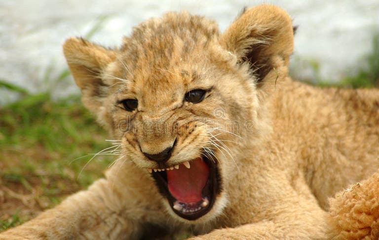Lion cub stock photo. Image of cute, expression, lioness - 1164304