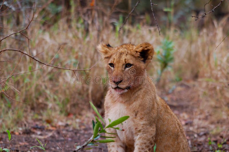Lion Cub stock image. Image of africa, mane, south, loewe - 12336129