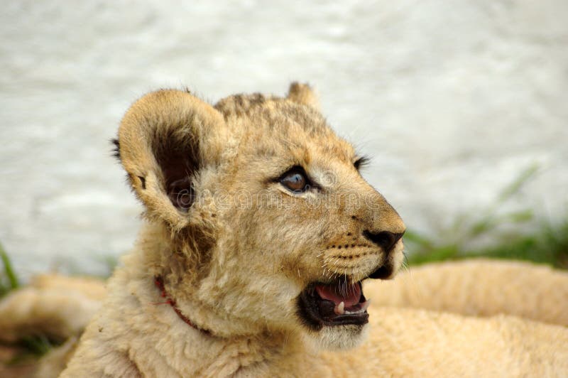 258 Side View Lion Cub Stock Photos - Free & Royalty-Free Stock Photos ...