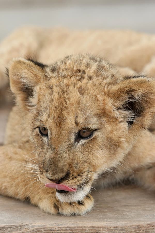 Lion Cub stock image. Image of mammal, furry, carnivore - 17361249