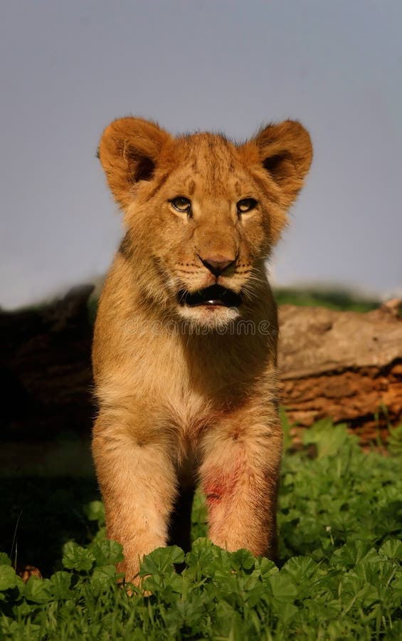 Side View of a Lion Cub Lying, Roaring, 10 Weeks Old, Isolated Stock ...