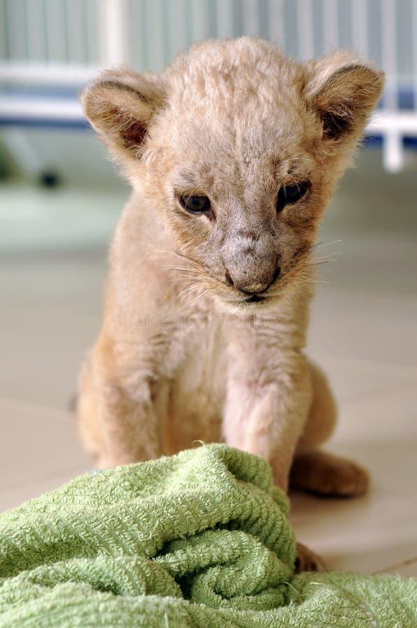 Lion cub stock photo. Image of feline, field, exotic - 21090644
