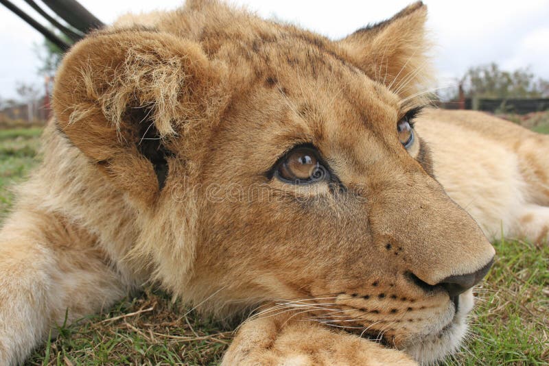 Lion Cub stock photo. Image of roar, paws, mufasa, lioness - 21236402