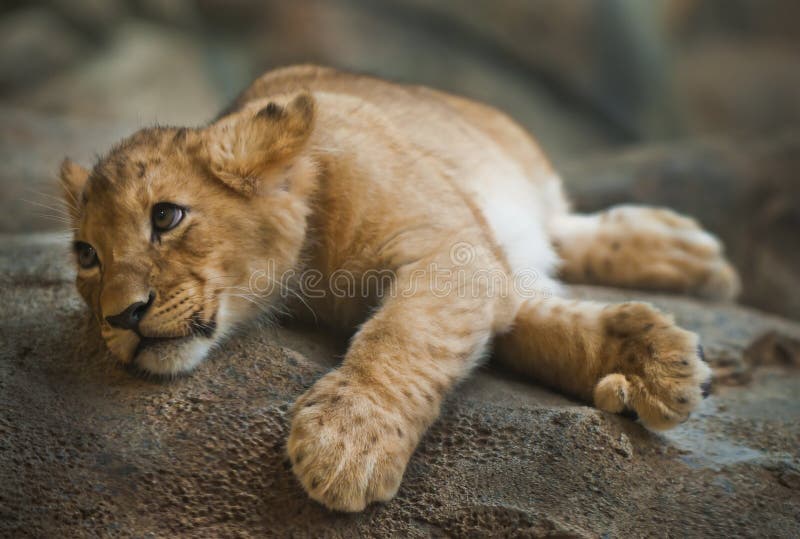 115 Sad Lioness Stock Photos - Free & Royalty-Free Stock Photos from ...