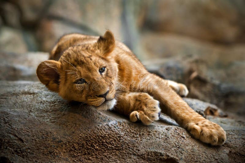 115 Sad Lioness Stock Photos - Free & Royalty-Free Stock Photos from ...