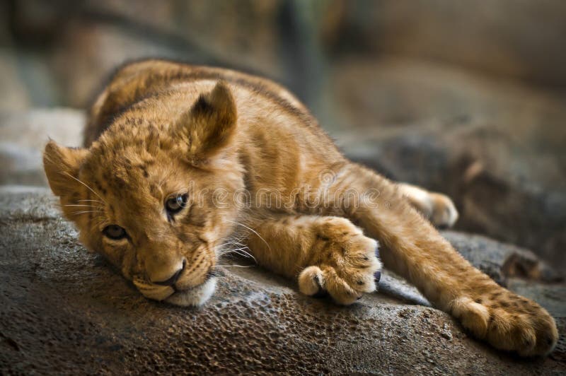 112 Sad Lioness Photos - Free & Royalty-Free Stock Photos from Dreamstime
