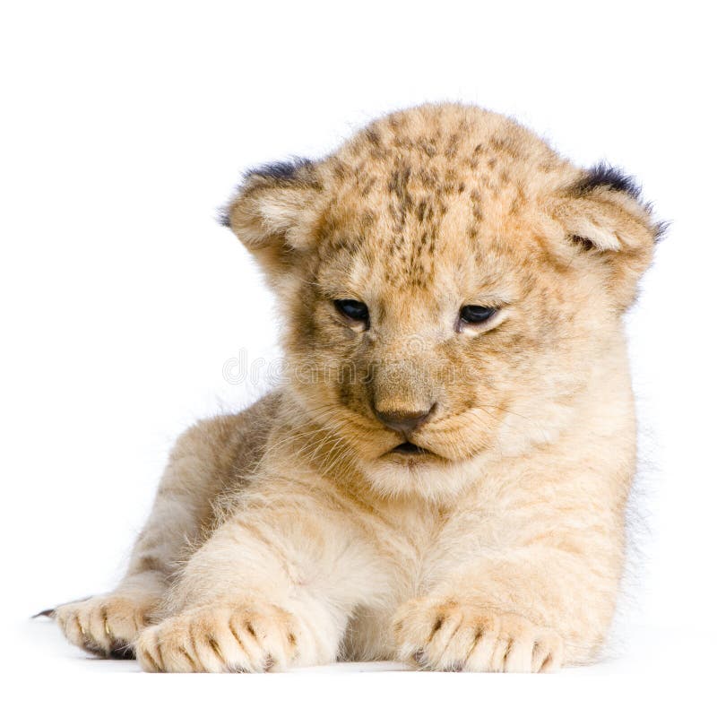 1,610 Lion Cub White Background Stock Photos - Free & Royalty-Free ...