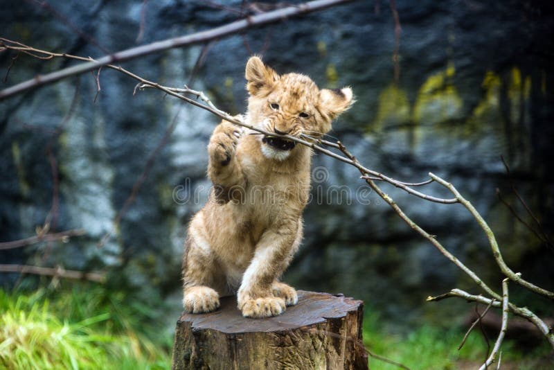 Tick Infested Lion Cub stock photo. Image of close, nature - 11279900
