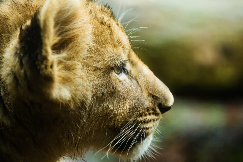 Lion cub stock image. Image of furry, dangerous, adorable - 29289713
