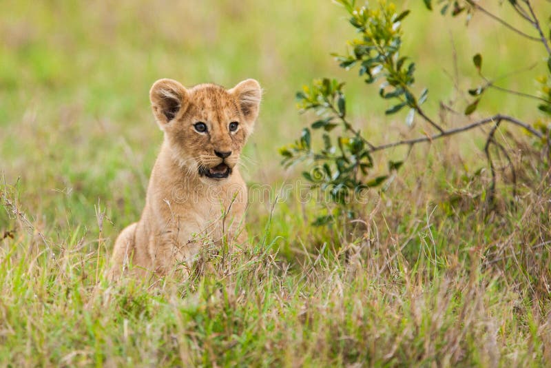 David Tyrer Stock Photos - Free & Royalty-Free Stock Photos from Dreamstime