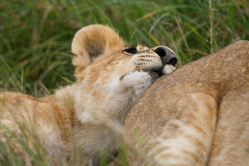 Lion cub stock image. Image of wild, panthera, cuddle - 3104119