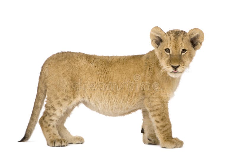 240 Side View Lion Cub Stock Photos - Free & Royalty-Free Stock Photos ...