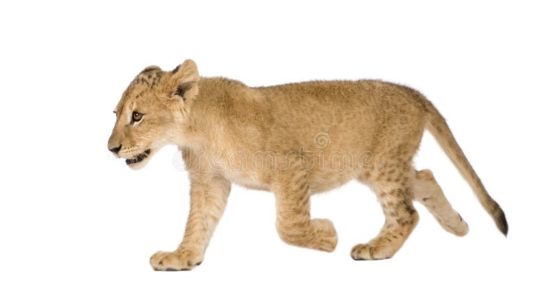 240 Side View Lion Cub Stock Photos - Free & Royalty-Free Stock Photos ...