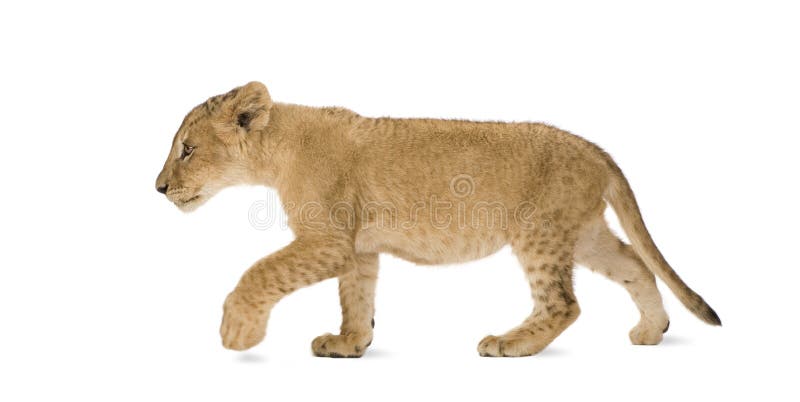 240 Side View Lion Cub Stock Photos - Free & Royalty-Free Stock Photos ...