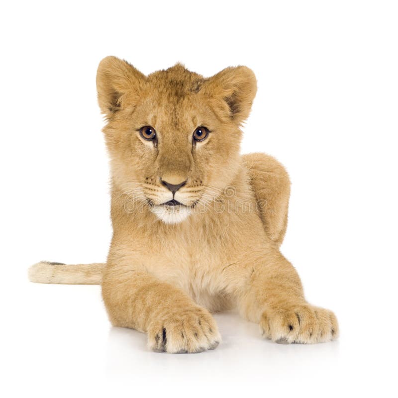 1,610 Lion Cub White Background Stock Photos - Free & Royalty-Free ...