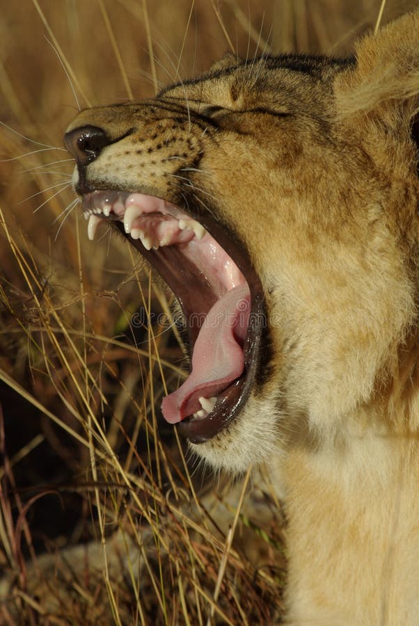 2,353 Cub Teeth Stock Photos - Free & Royalty-Free Stock Photos from ...