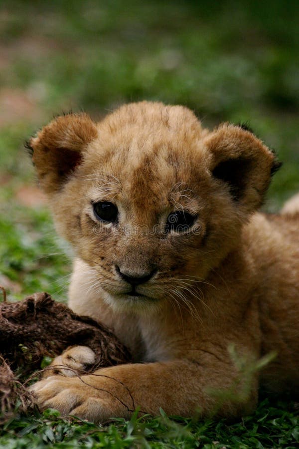 Cute Lion Cubs Wallpapers