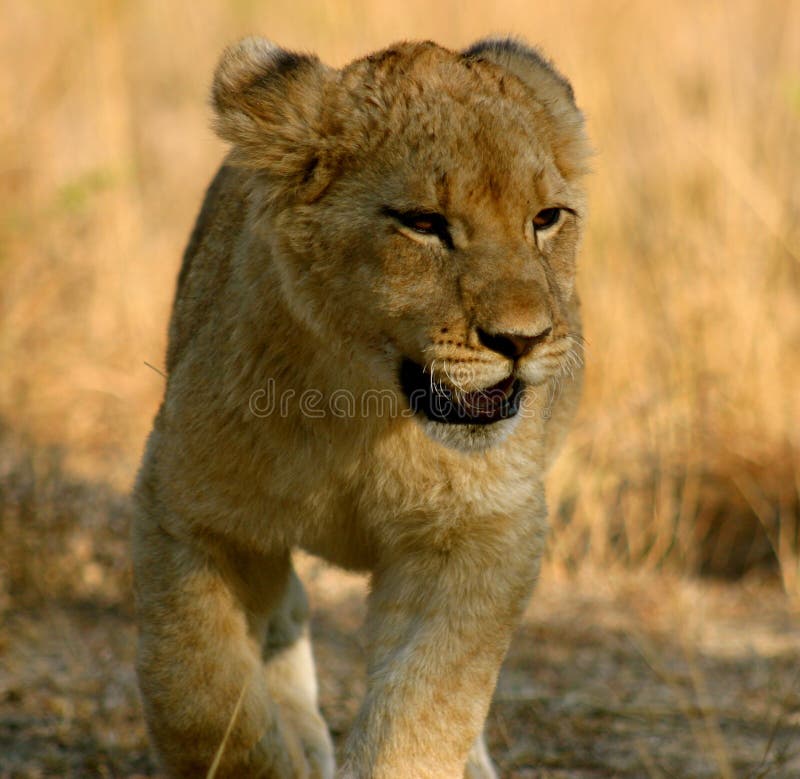 Lion cub stock photo. Image of cute, expression, lioness - 1164304