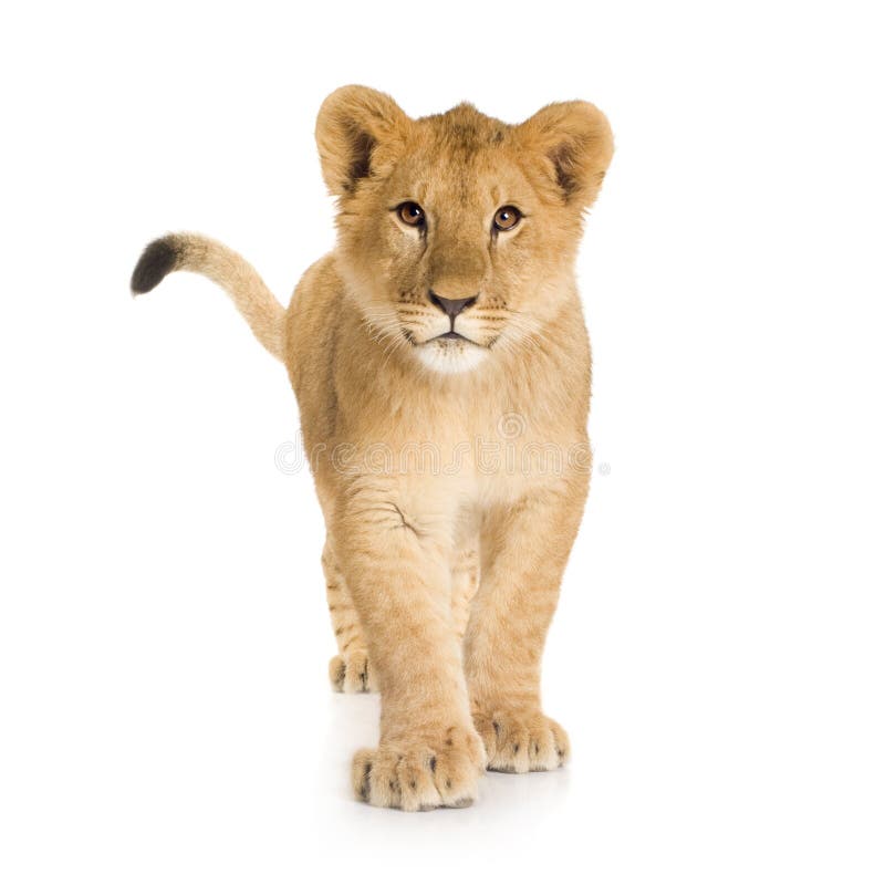 Side View of Lion Cub, 8 Months Old, Standing Stock Image - Image of ...
