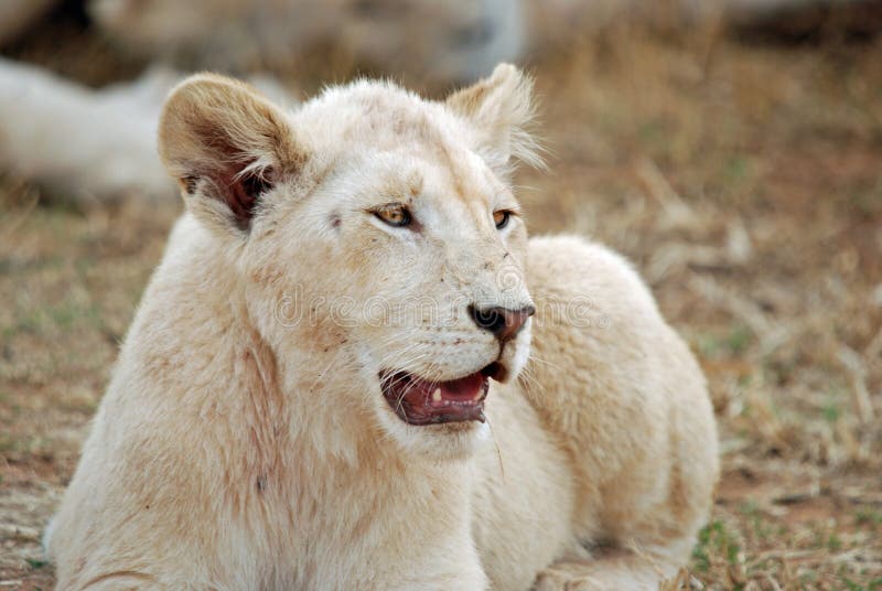 Lion Cub stock image. Image of lion, untamed, feline, carnivorous - 6967691
