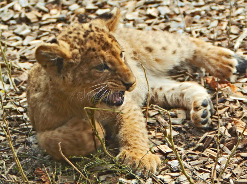 Lion cub stock image. Image of noses, mane, face, african - 7279189