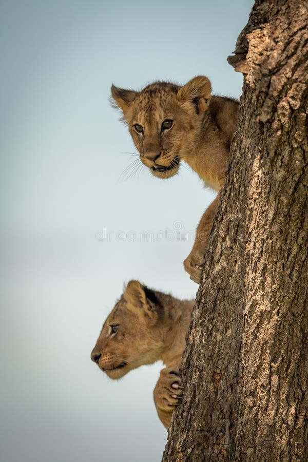 Lion Cub Above Another on Tree Trunk Stock Image - Image of branch ...