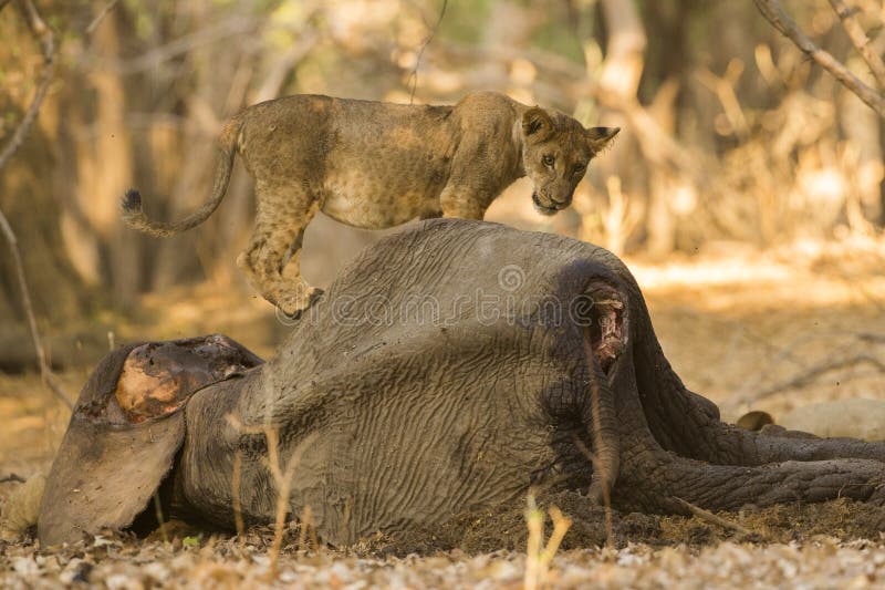 Lion Cub on African Elephant Calf Carcass Stock Photo - Image of animal ...