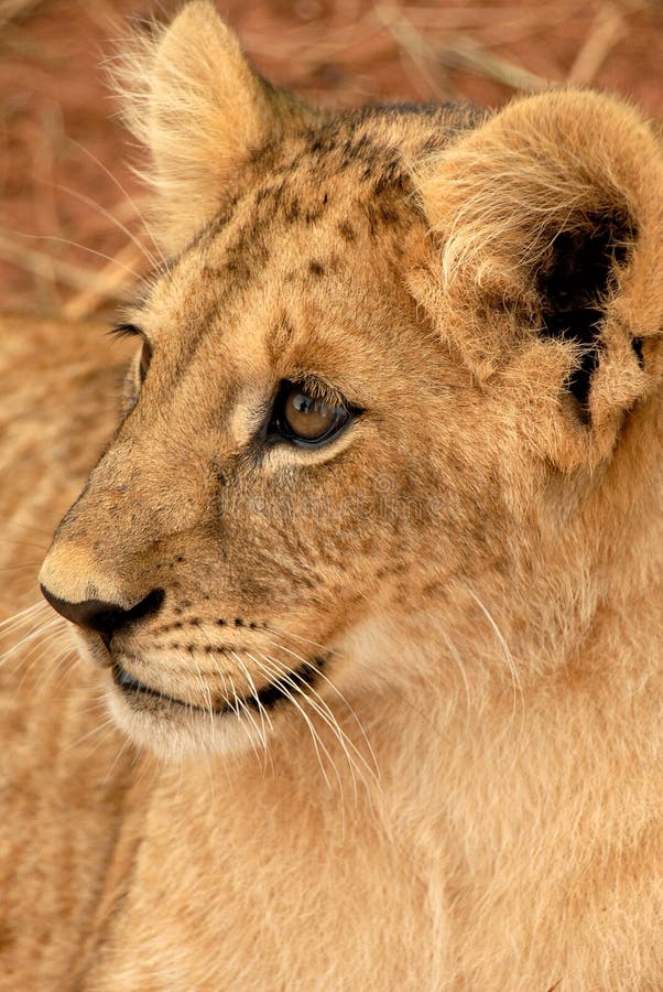 Lion De L'Afrique (Panthera Lion) Photo stock - Image du oreilles ...