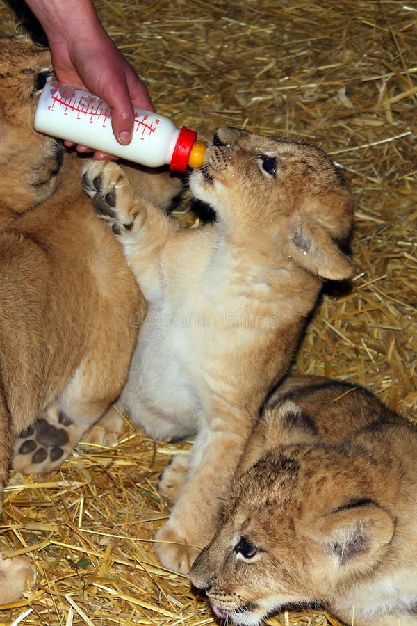 Lion cub being hand fed stock image. Image of nice, hand - 40025587