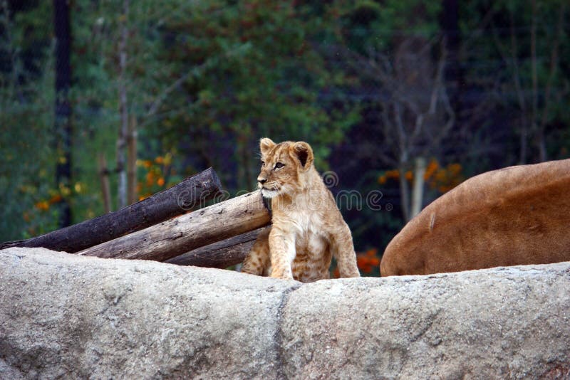 Lion cub on the big stone stock photo. Image of tree - 129189704