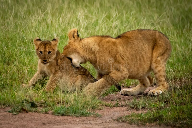 Lion Cub Bites Another Sitting on Grass Stock Image - Image of mammal ...