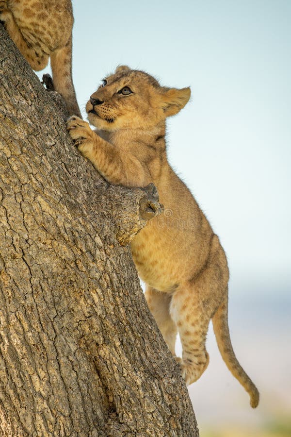 Lion Cub Climbing Tree Trunk Looking Up Stock Image - Image of exterior ...