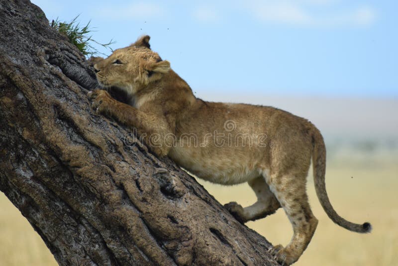 Lions up a tree stock photo. Image of lodge, facing - 101808024