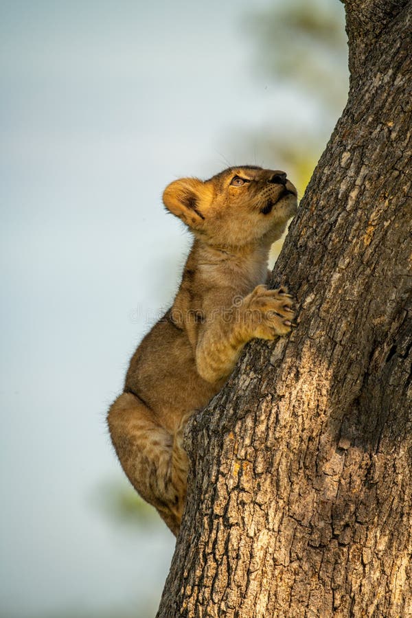 Lion Cub Climbing Tree Trunk Looking Upwards Stock Photo - Image of ...