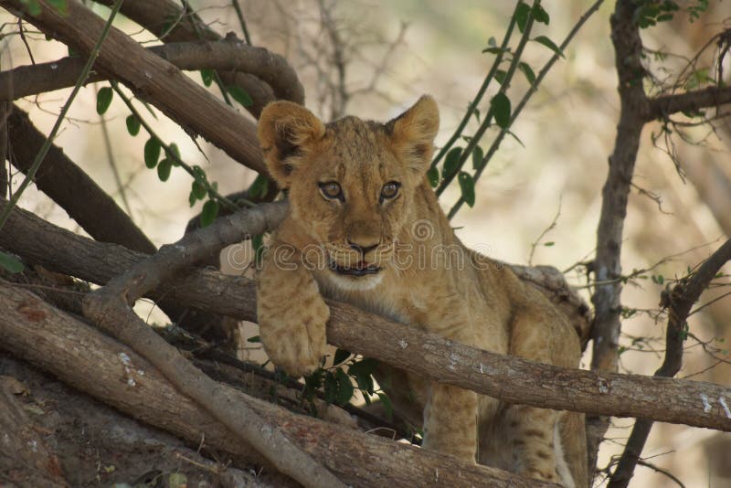 Lion Cub Climbing Up a Tree Stock Photo - Image of beautiful, limbs ...