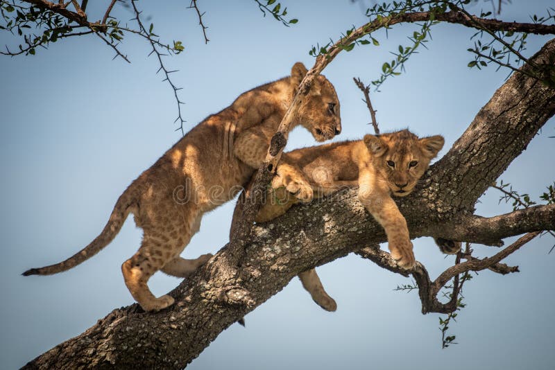 Lion Cub Climbs Past Another in Tree Stock Image - Image of africa ...