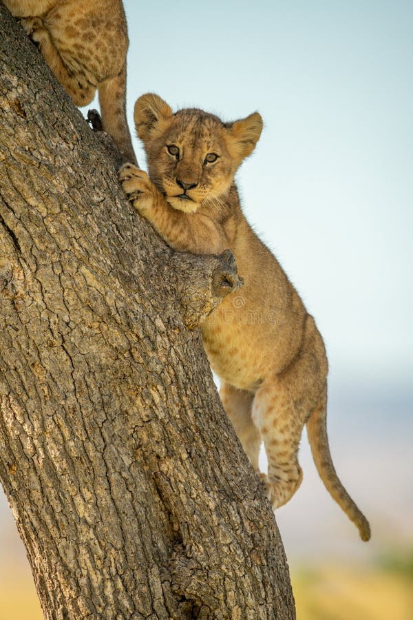 Lion Cub Climbs Tree Trunk Behind Another Stock Image - Image of trunk ...