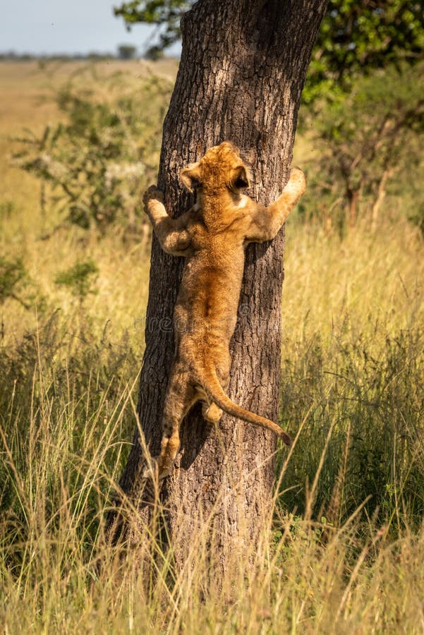 Lion Cub Climbs Tree Trunk in Grassland Stock Photo - Image of lion ...