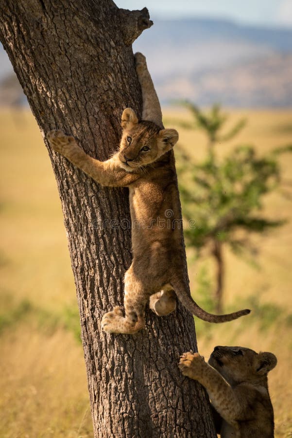 Lion Cub Climbs Tree Trunk Looking Back Stock Image - Image of ...
